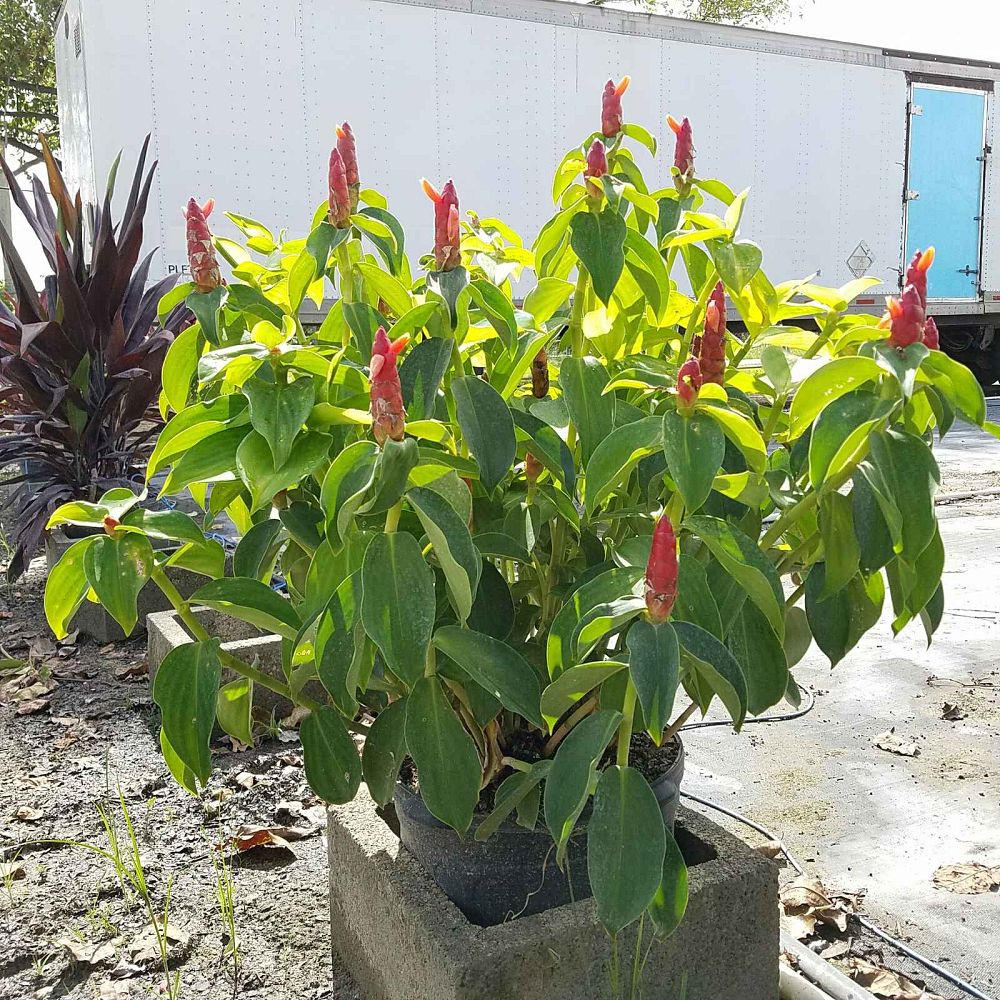 Florida Fancy, Full / Low Branched