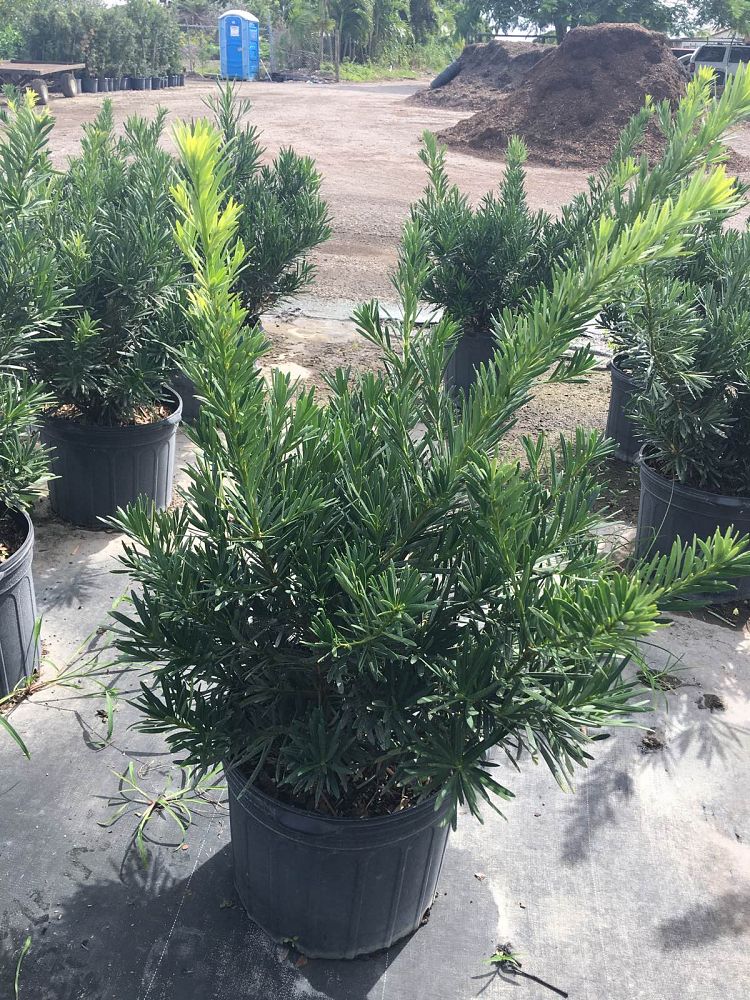 Podocarpus macrophyllus 'Dwarf Pringles', Japanese Yew