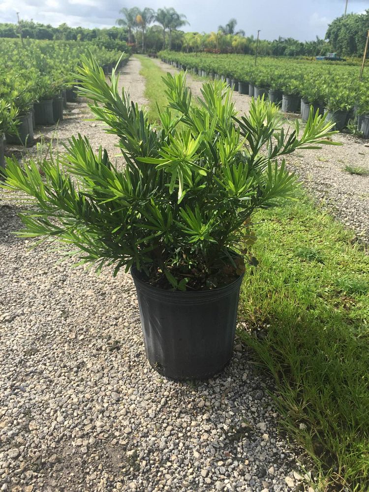 16'' (5000 AVAILABLE)