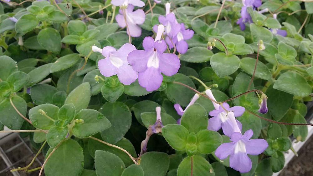 streptocarpella saxorum streptocarpella false african violet liners 72 per tray