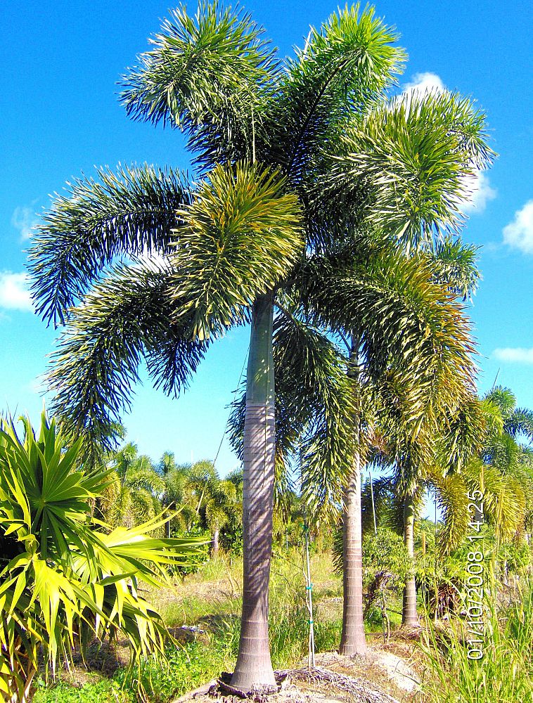 Field Grown few available, Double, 9-12ft HT