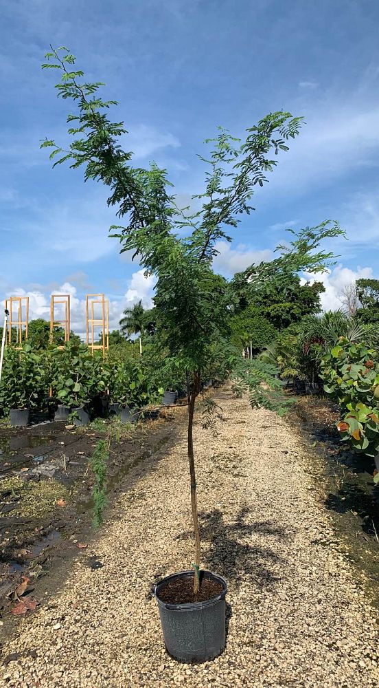 Island Tropical Foliage | plantANT.com