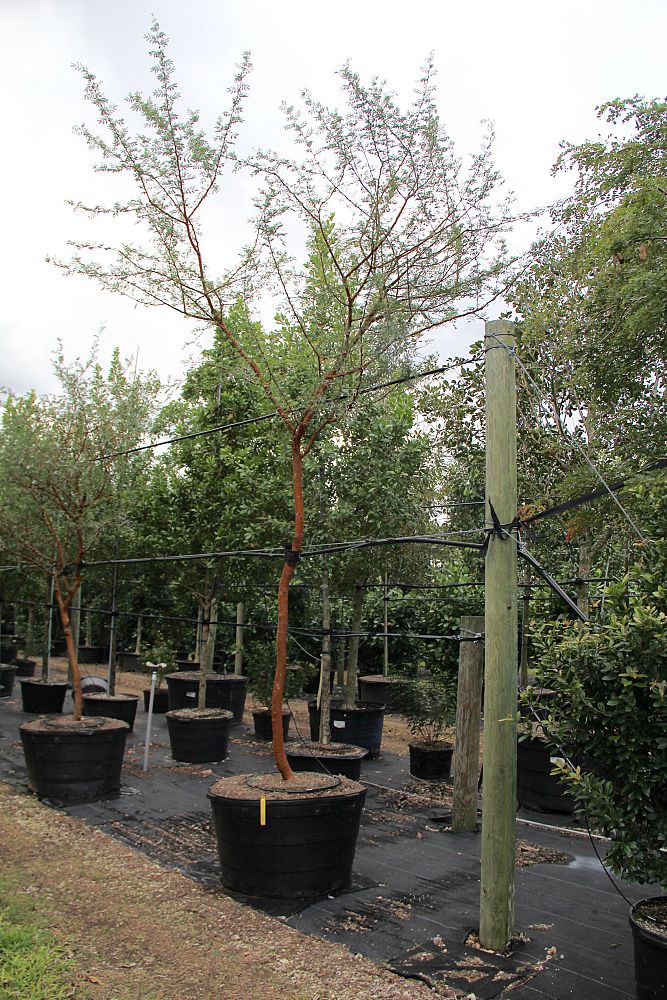 Treeworld Wholesale Inc | plantANT.com