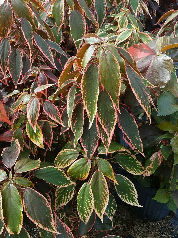 Benjamina Nursery | plantANT.com