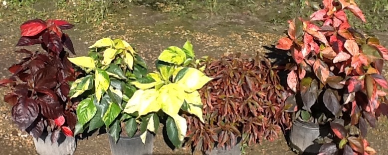 Acalypha wilkesiana, Copperleaf