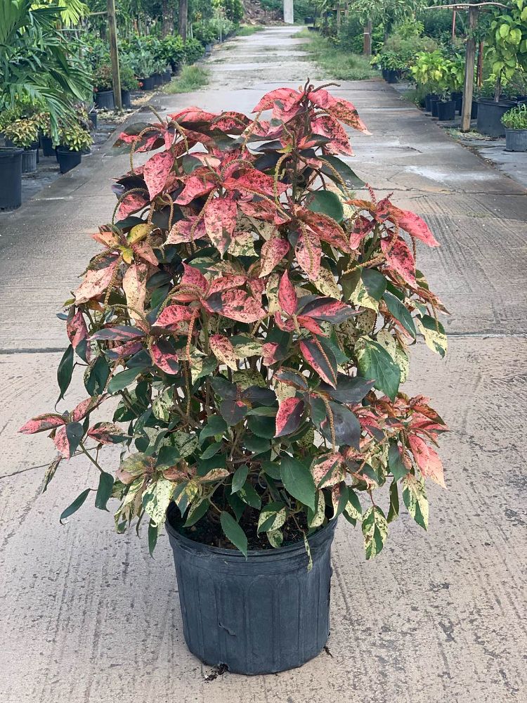 Black Olive East Nursery | plantANT.com