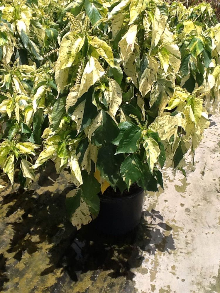 Acalypha wilkesiana, Copperleaf, Jacob's Coat