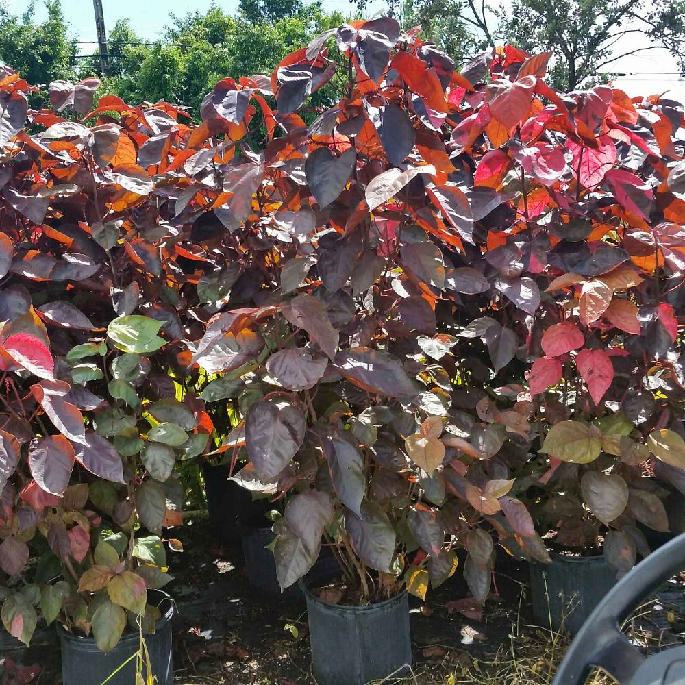 Benjamina Nursery | plantANT.com