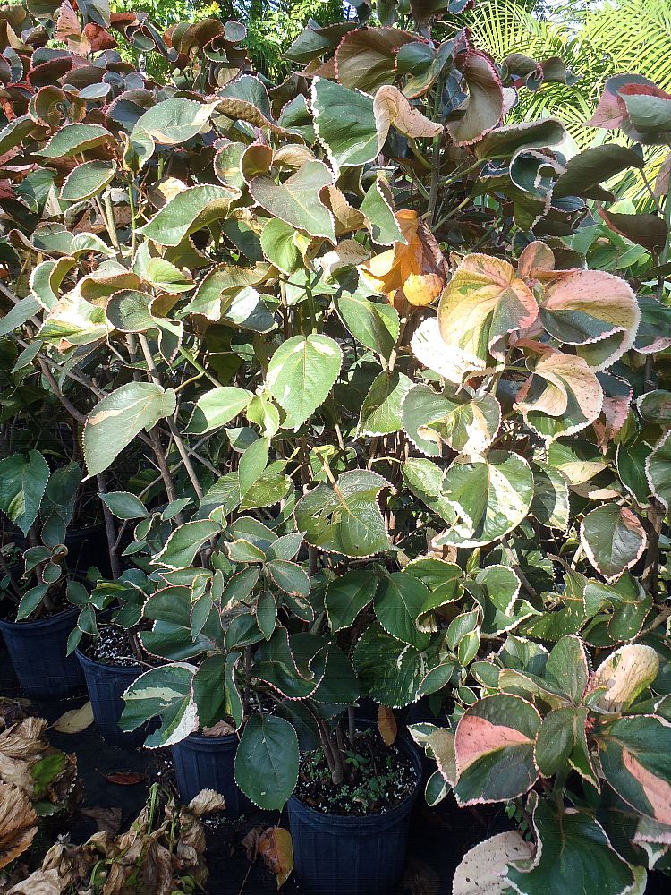 Gallery – Redland Nursery – Wholesale Nursery Homestead