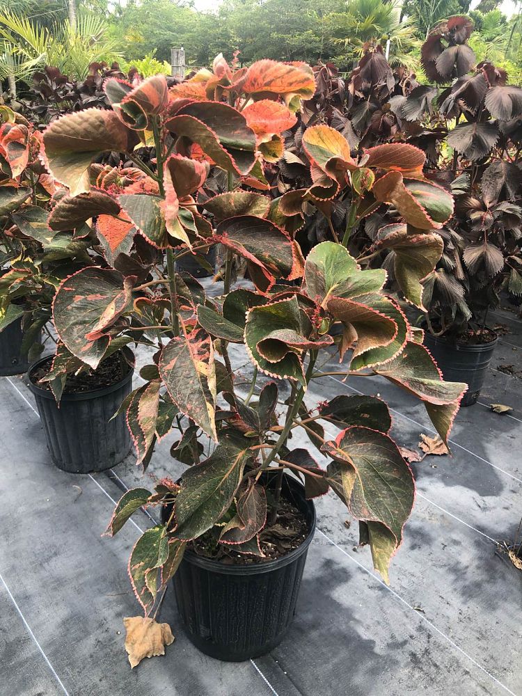 Gallery – Redland Nursery – Wholesale Nursery Homestead