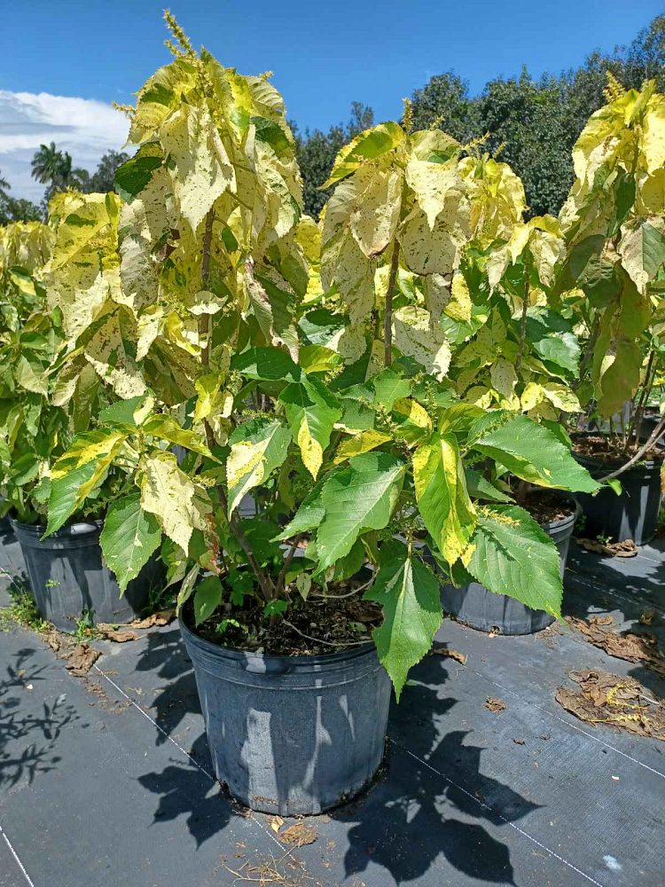 Cristobal Nursery | plantANT.com