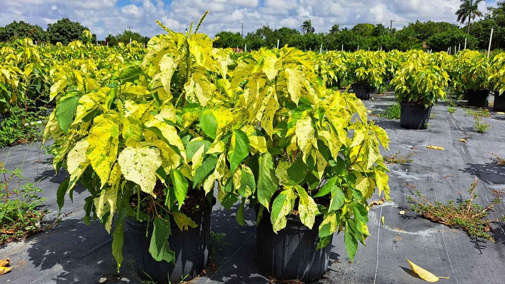 Cristobal Nursery | plantANT.com