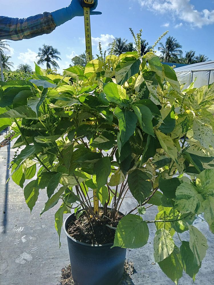 Miracle's Nursery LLC | plantANT.com