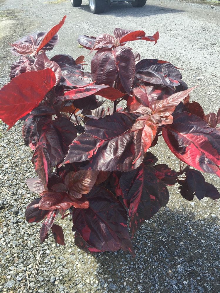 Acalypha wilkesiana 'Louisiana Red', Copperleaf