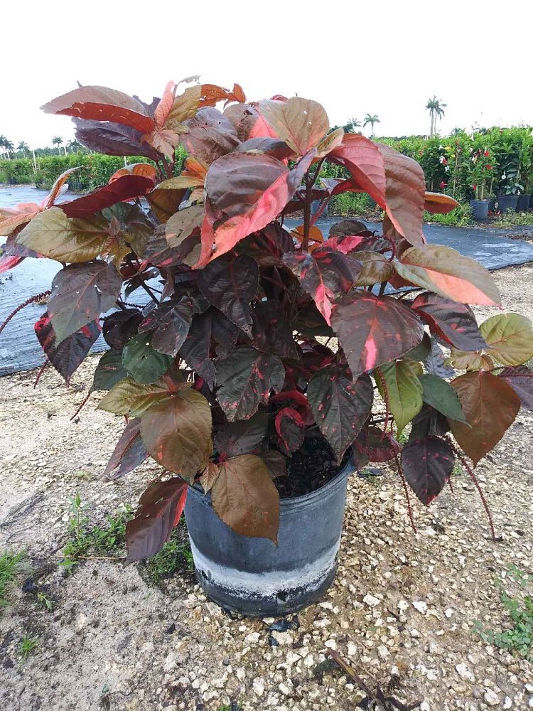 Veras Nursery | plantANT.com