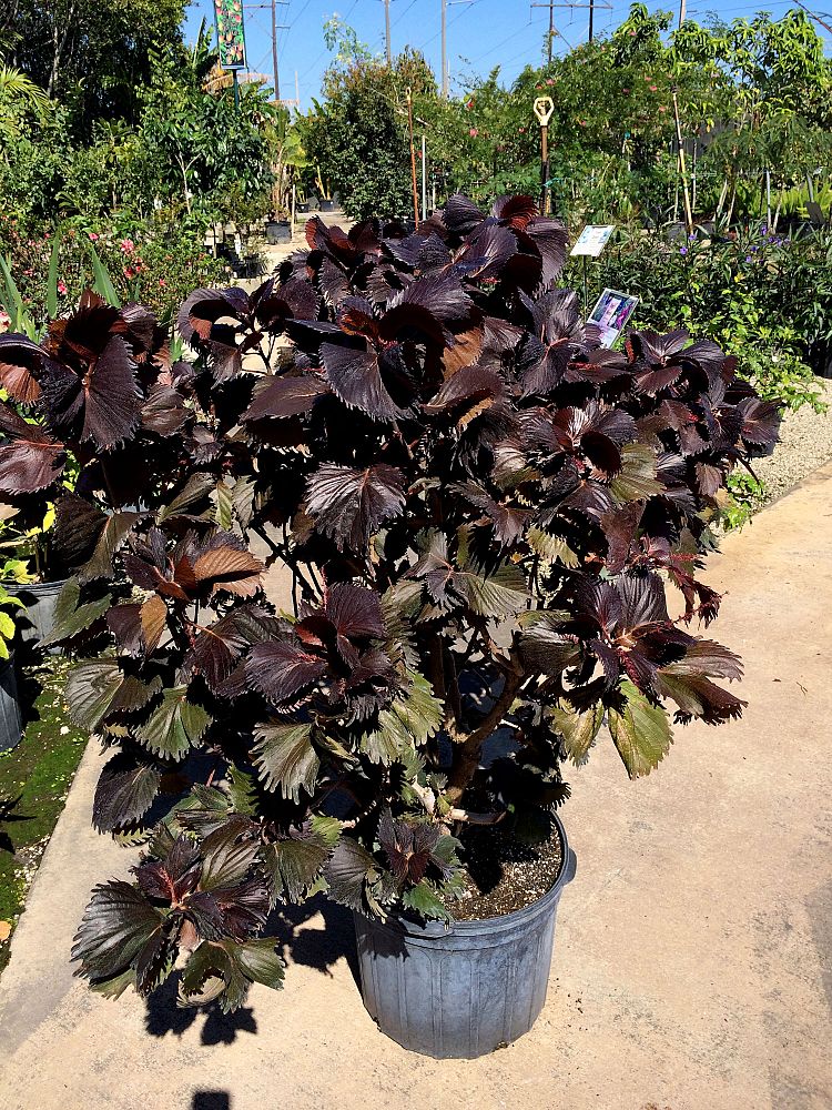 Acalypha wilkesiana 'Moorea', Copperleaf