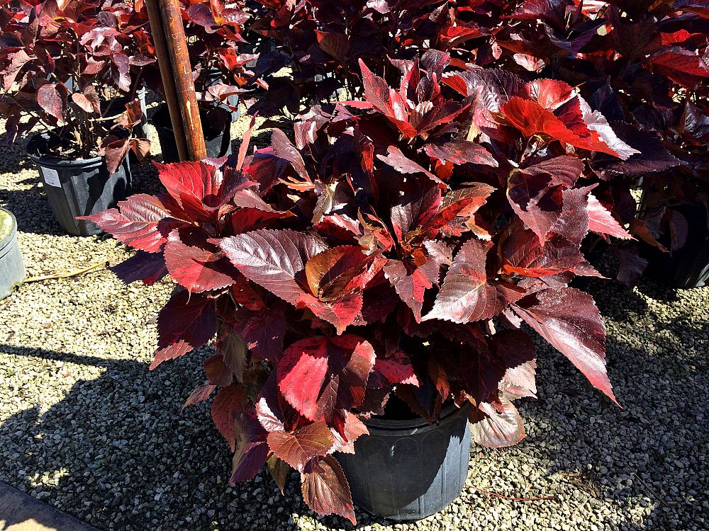 Black Olive East Nursery | plantANT.com