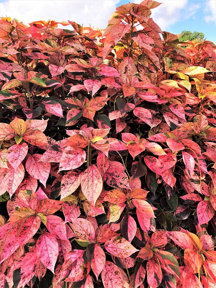 Garden Industries LLC | plantANT.com