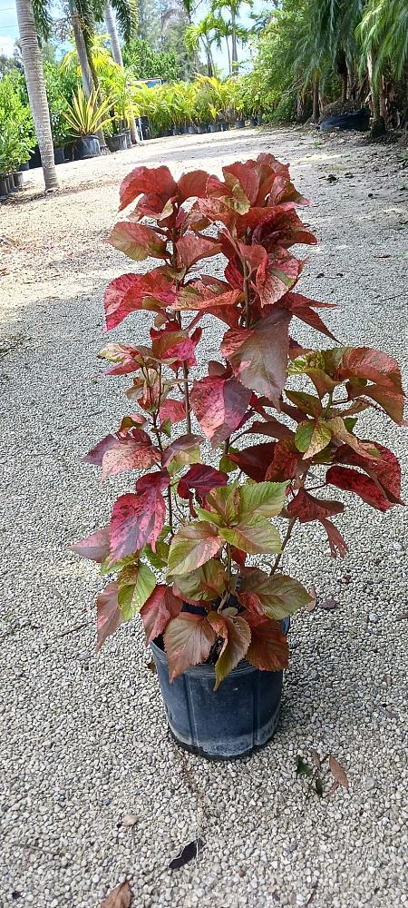 CITYWIDE NURSERY INC | plantANT.com