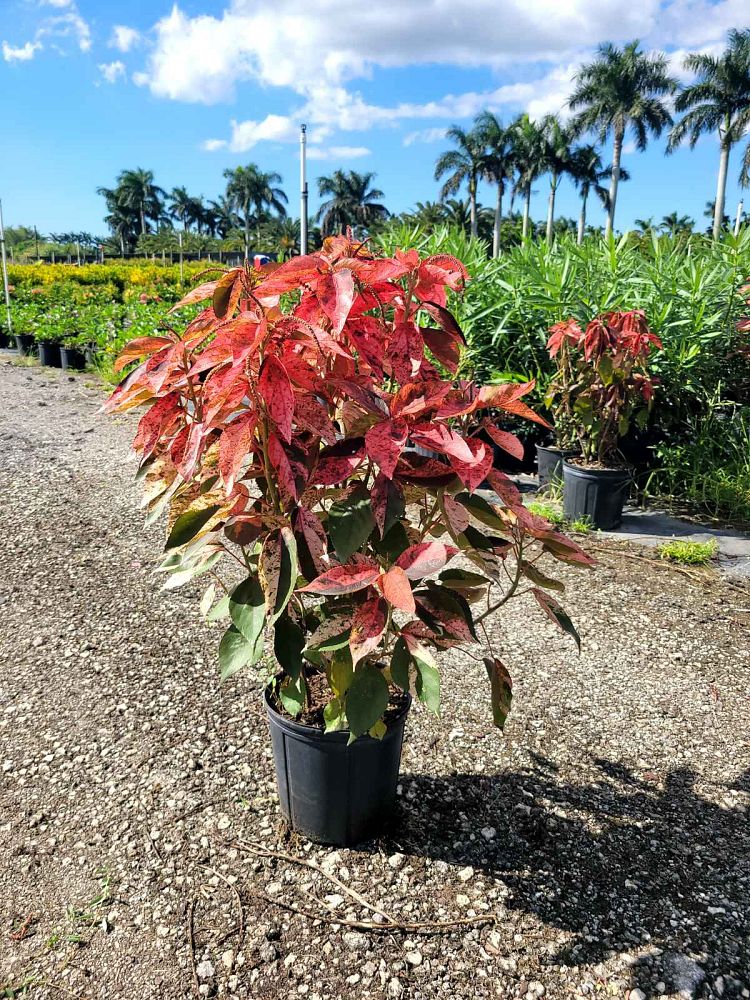 AVR Nursery & Brokers | plantANT.com