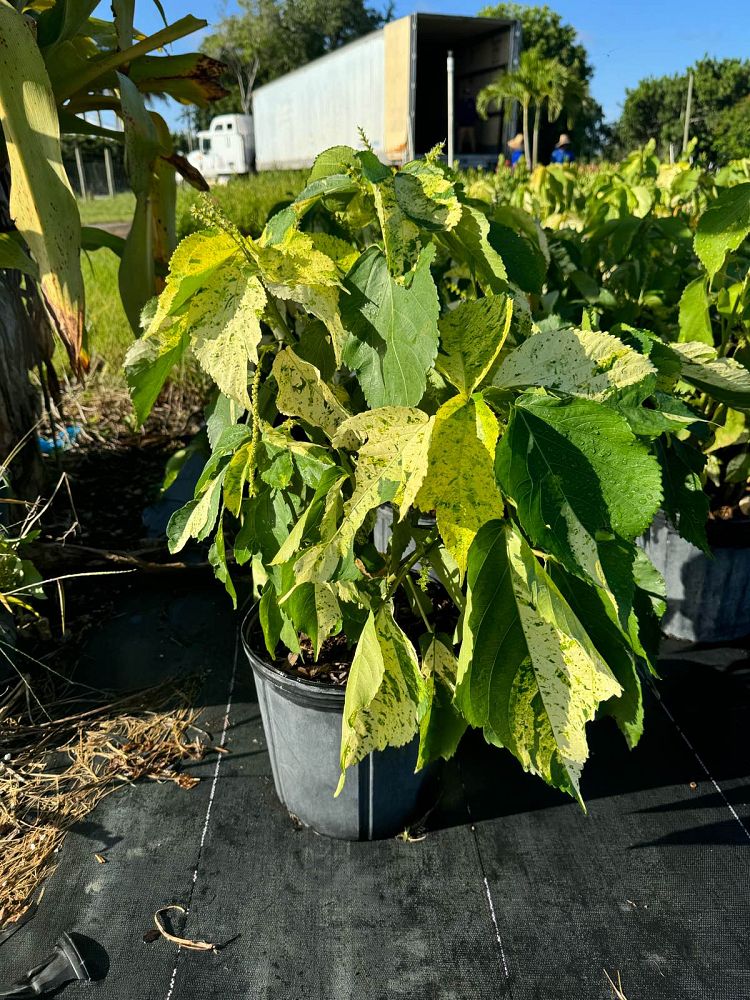 Everglades Nursery | plantANT.com