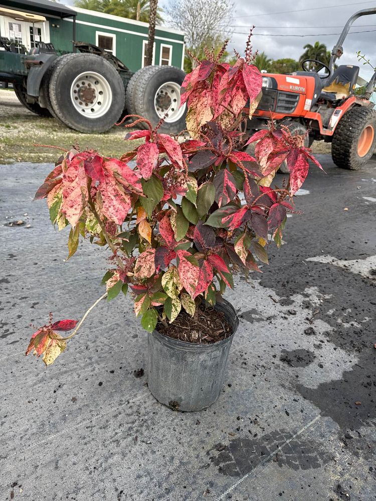 Getting Green Plant Service | plantANT.com