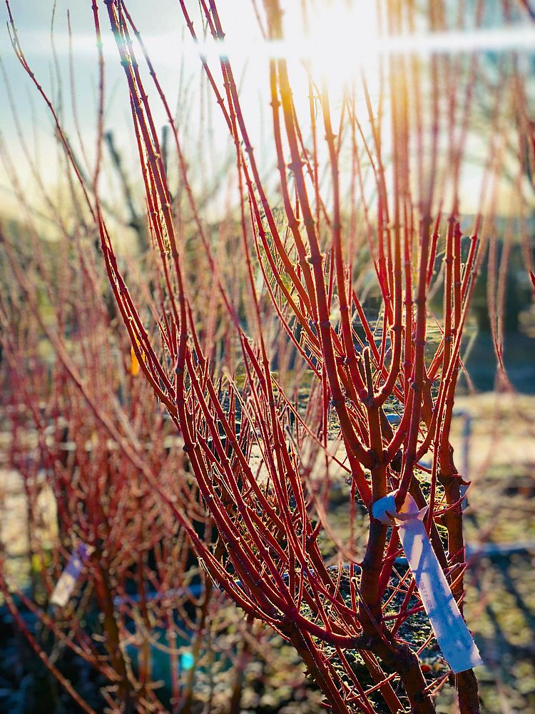 Samara Farms | plantANT.com