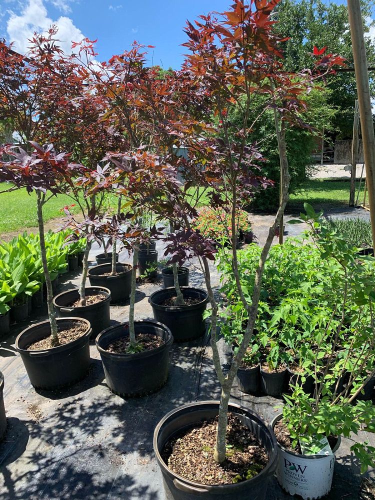 Coastal Prairie Nursery | plantANT.com