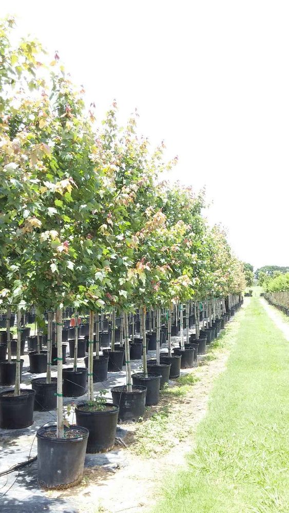 Williamson Tree Farm, Inc | plantANT.com