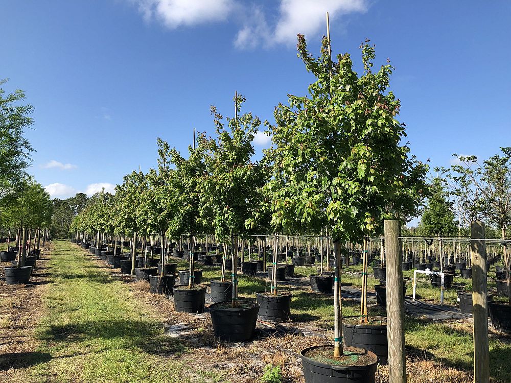 Enviro-Pro Tree Farm | plantANT.com