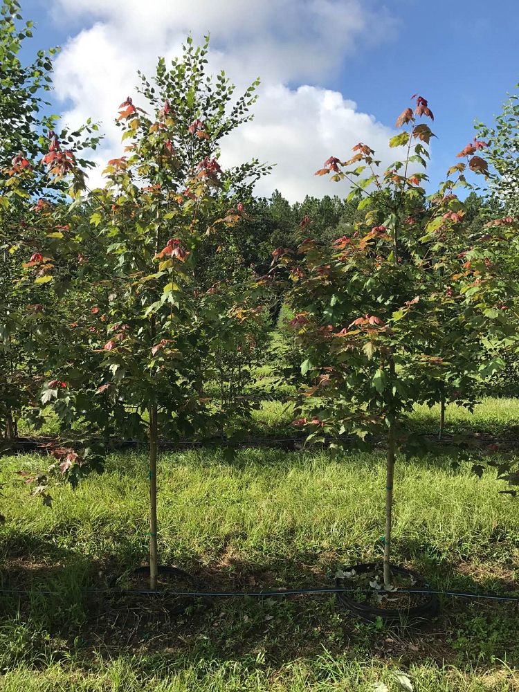Image Gallery - Slay's Trees