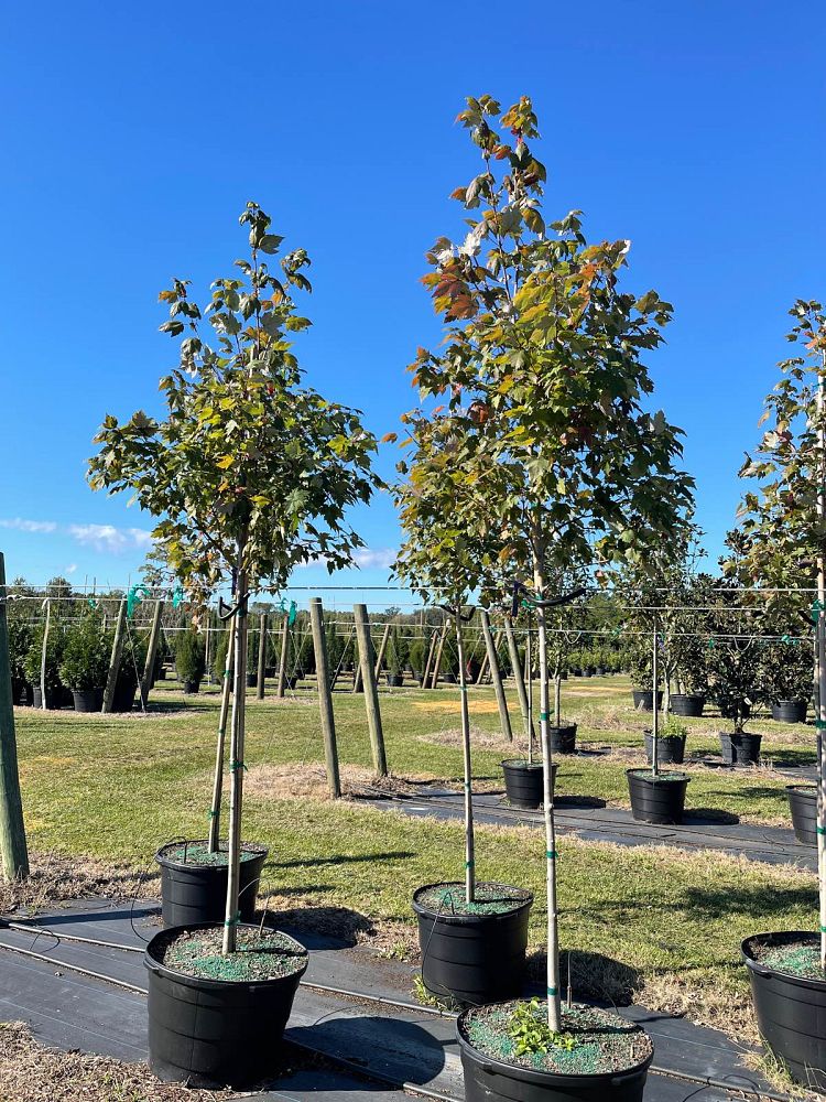 Enviro-Pro Tree Farm | plantANT.com
