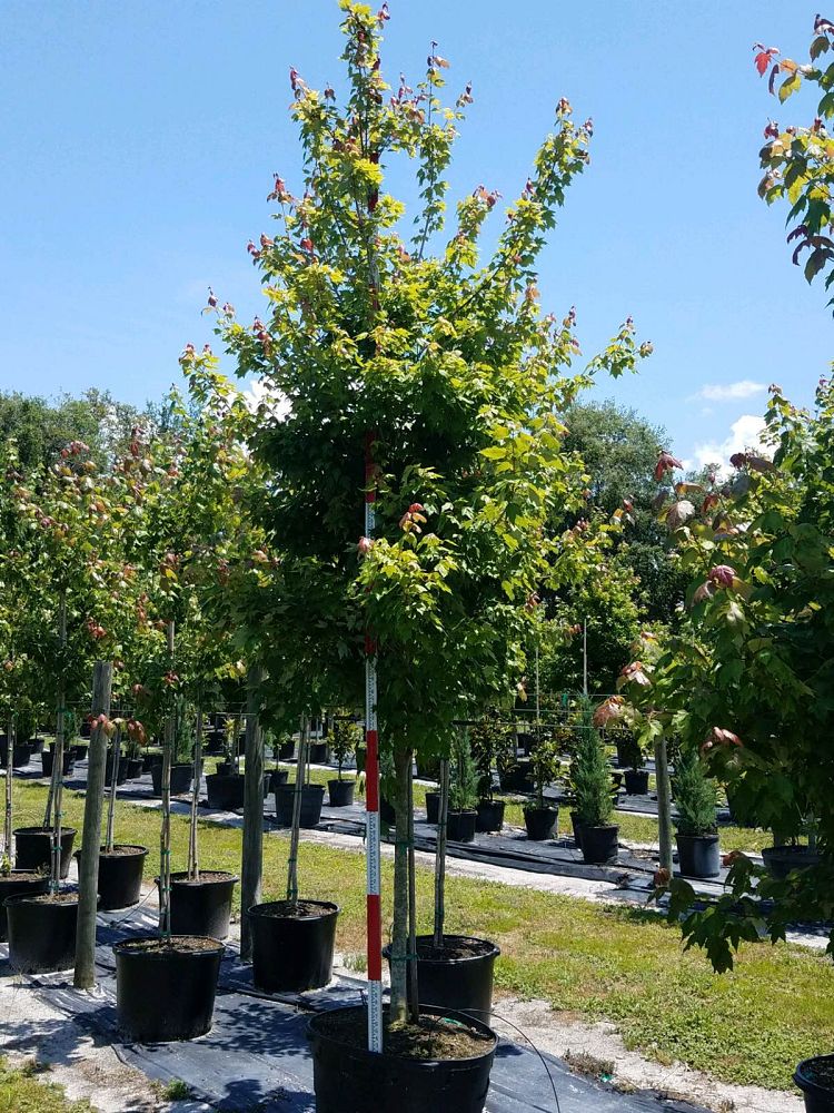 Florida Landscape Brokers | plantANT.com