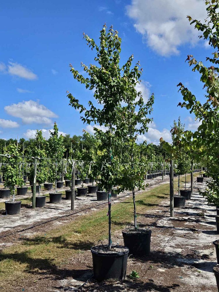 Bent Oak Tree Farm | plantANT.com