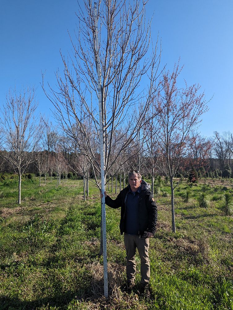 RC Trees | plantANT.com