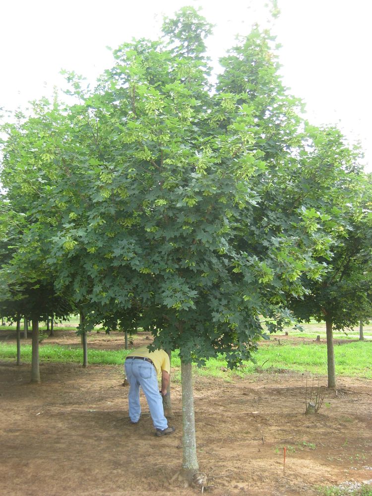 SRH Trees Inc. | plantANT.com