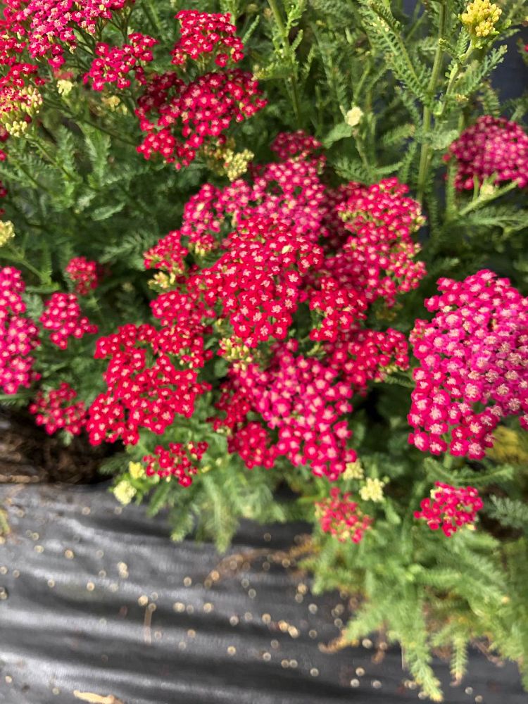 Botanical Treasures | plantANT.com