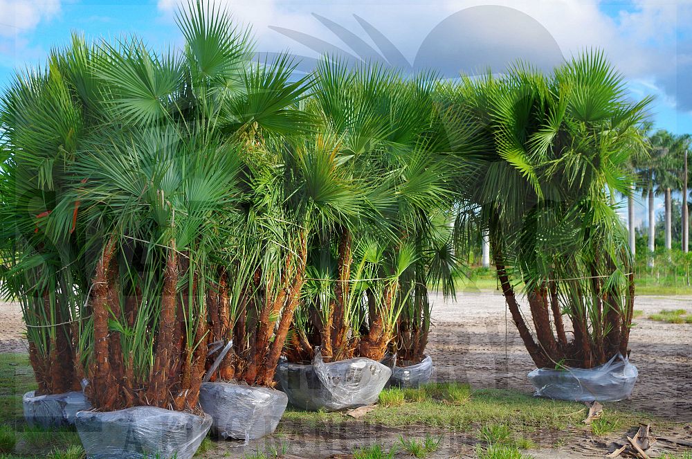 Soaring Eagle Nursery | plantANT.com