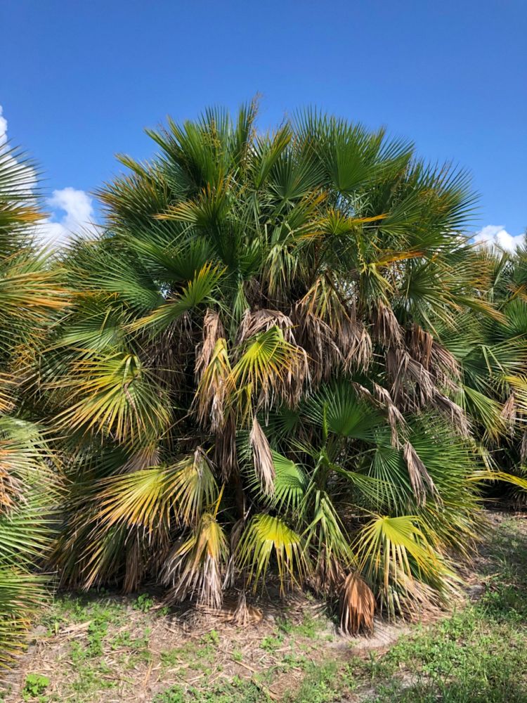 East Coast Nursery | plantANT.com