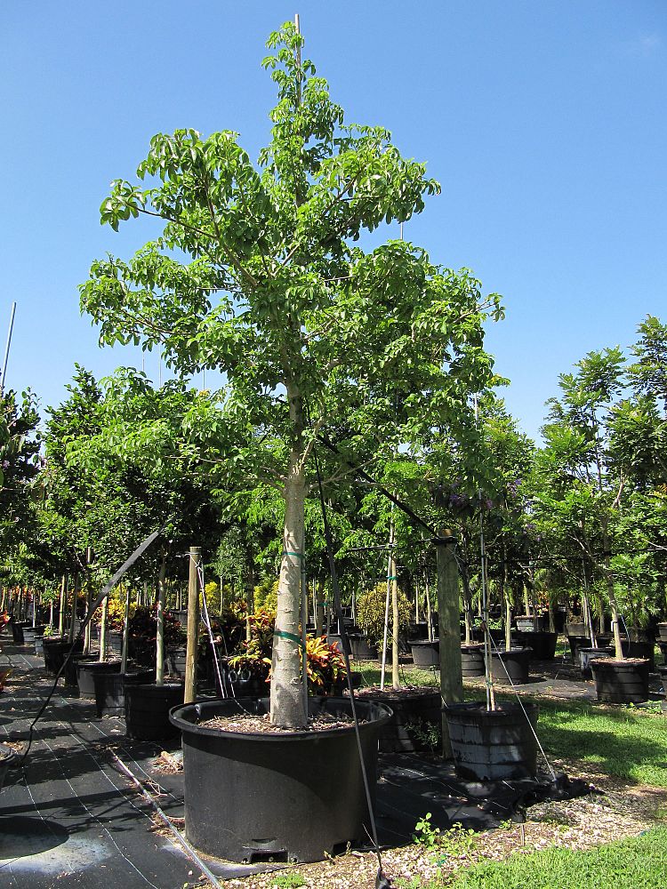 Treeworld Wholesale Inc | plantANT.com
