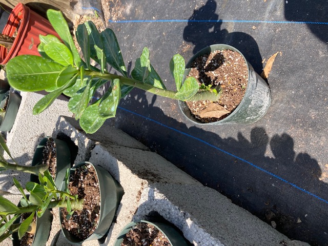 La Morena | plantANT.com