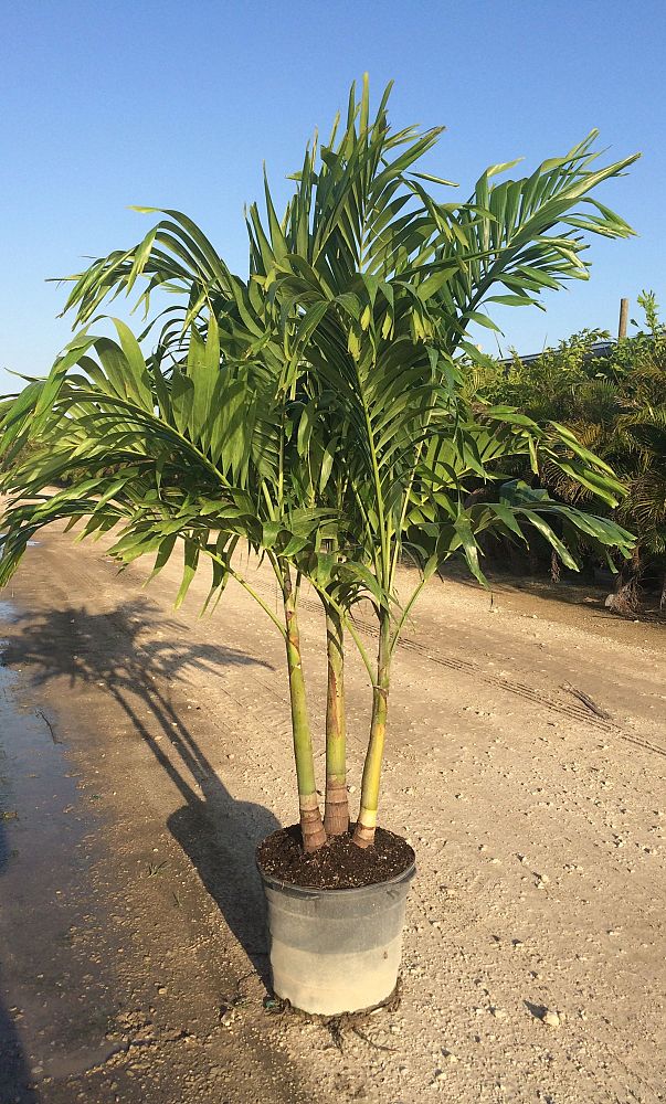 Acosta Farms Container Farm | plantANT.com