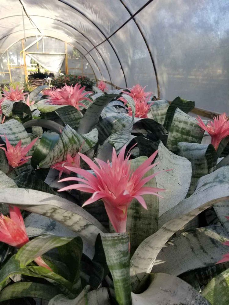 Just Perfect Plants | plantANT.com