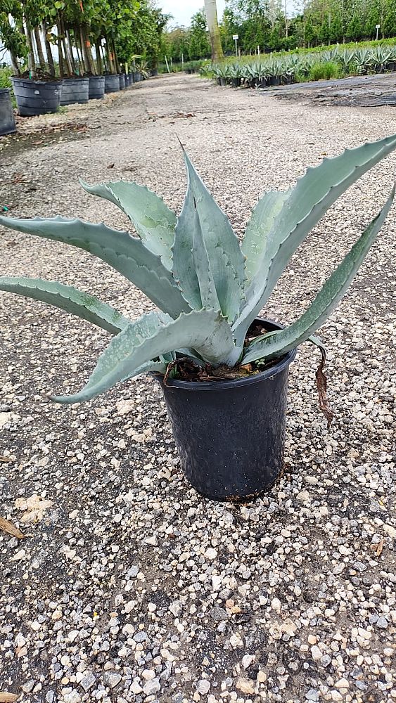 Island Tropical Foliage | plantANT.com