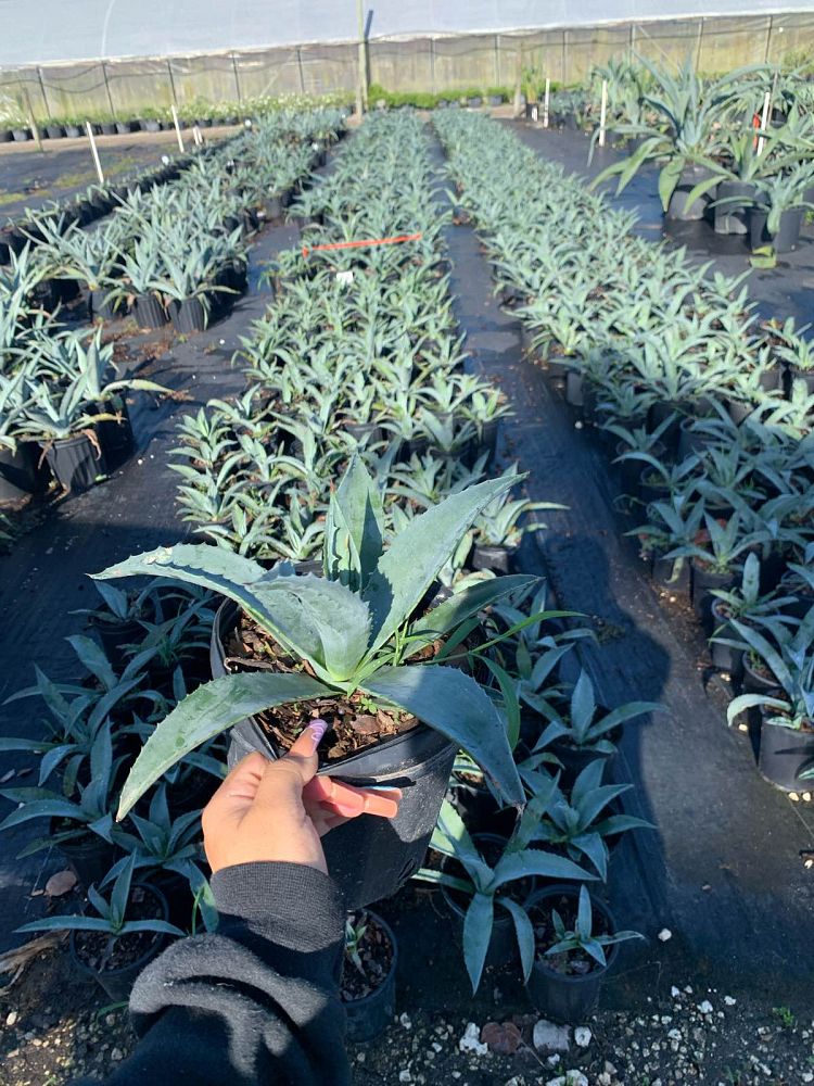 Island Tropical Foliage | plantANT.com