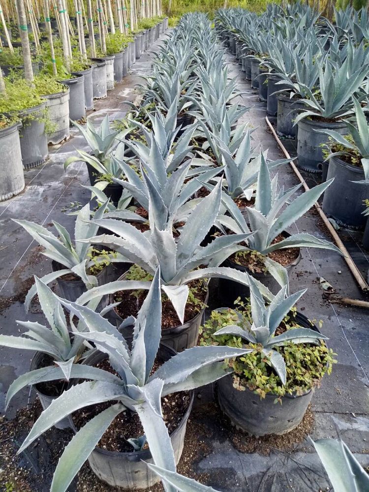 The Nature Touch Inc. | plantANT.com