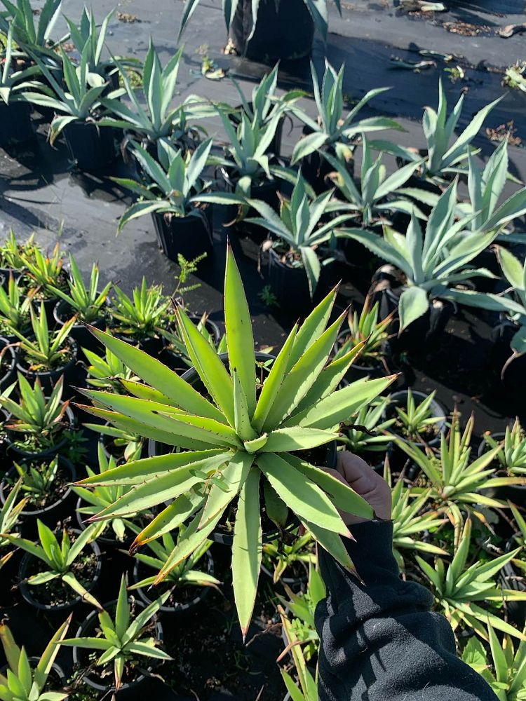 Island Tropical Foliage | plantANT.com