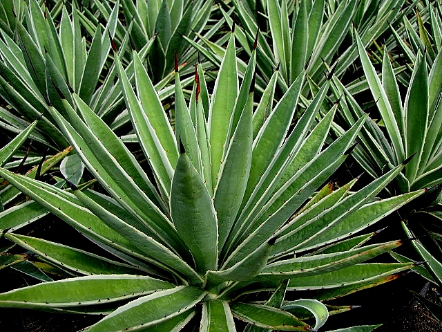Agave angustifolia var. marginata, Agave 'Variegated Caribbean'