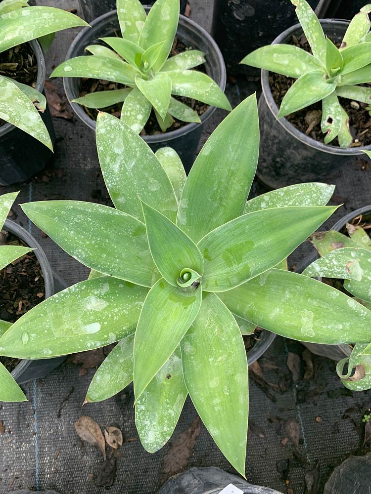 Island Tropical Foliage | plantANT.com