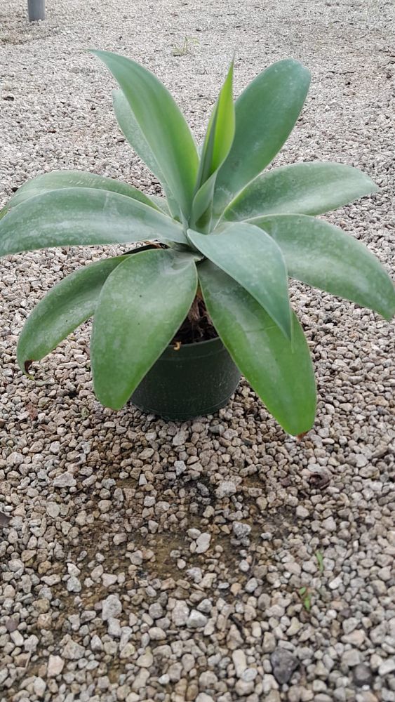 Island Tropical Foliage | plantANT.com